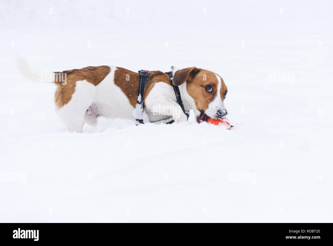 Greedy dog hi-res stock photography and images - Alamy