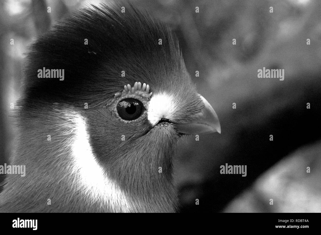 Close up pretty bird Black and White Stock Photos & Images - Alamy
