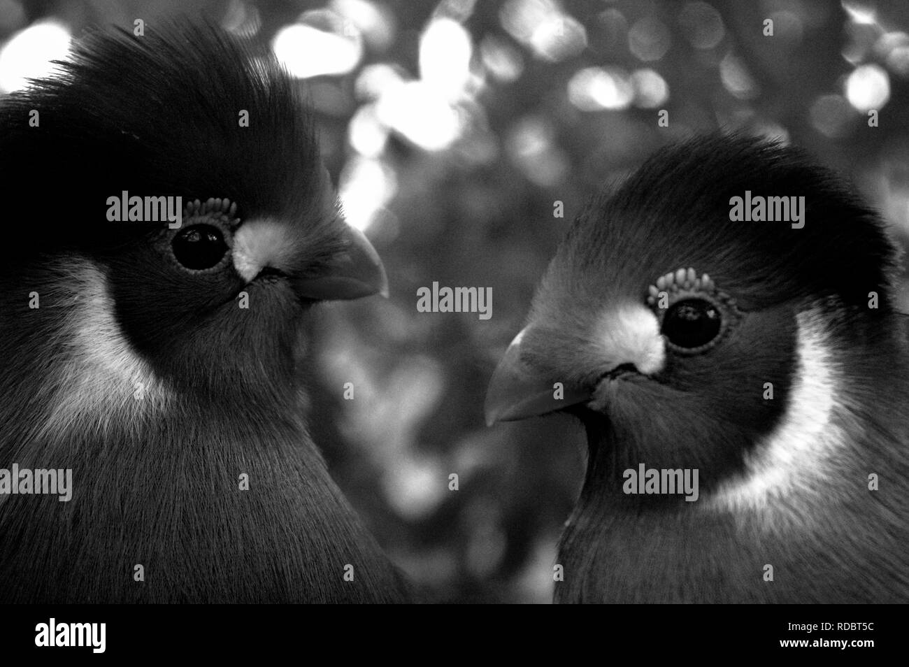 Close up head shot of beautiful bird Stock Photo - Alamy