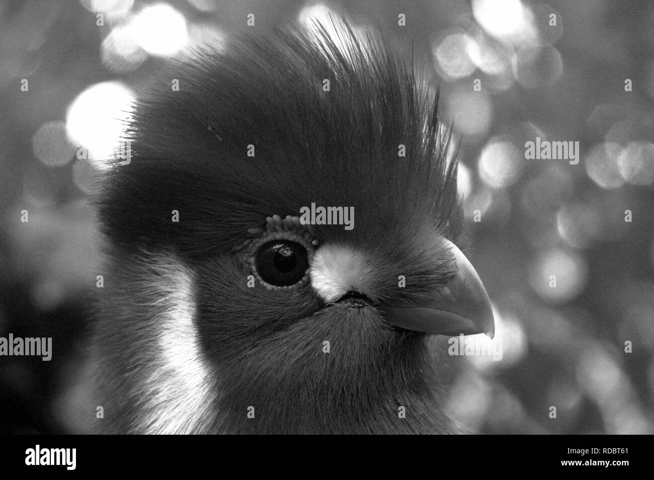 Close up pretty bird Black and White Stock Photos & Images - Alamy