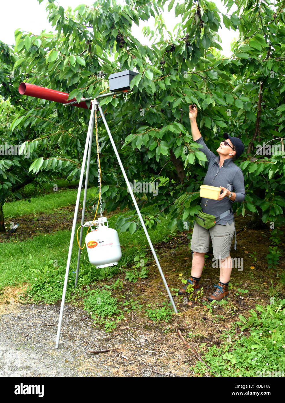 Crop picker hi-res stock photography and images - Alamy