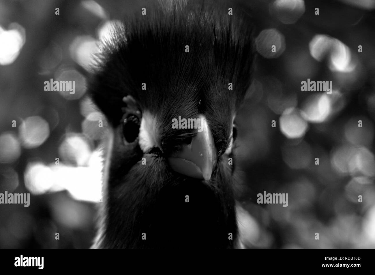 Close up pretty bird Black and White Stock Photos & Images - Alamy