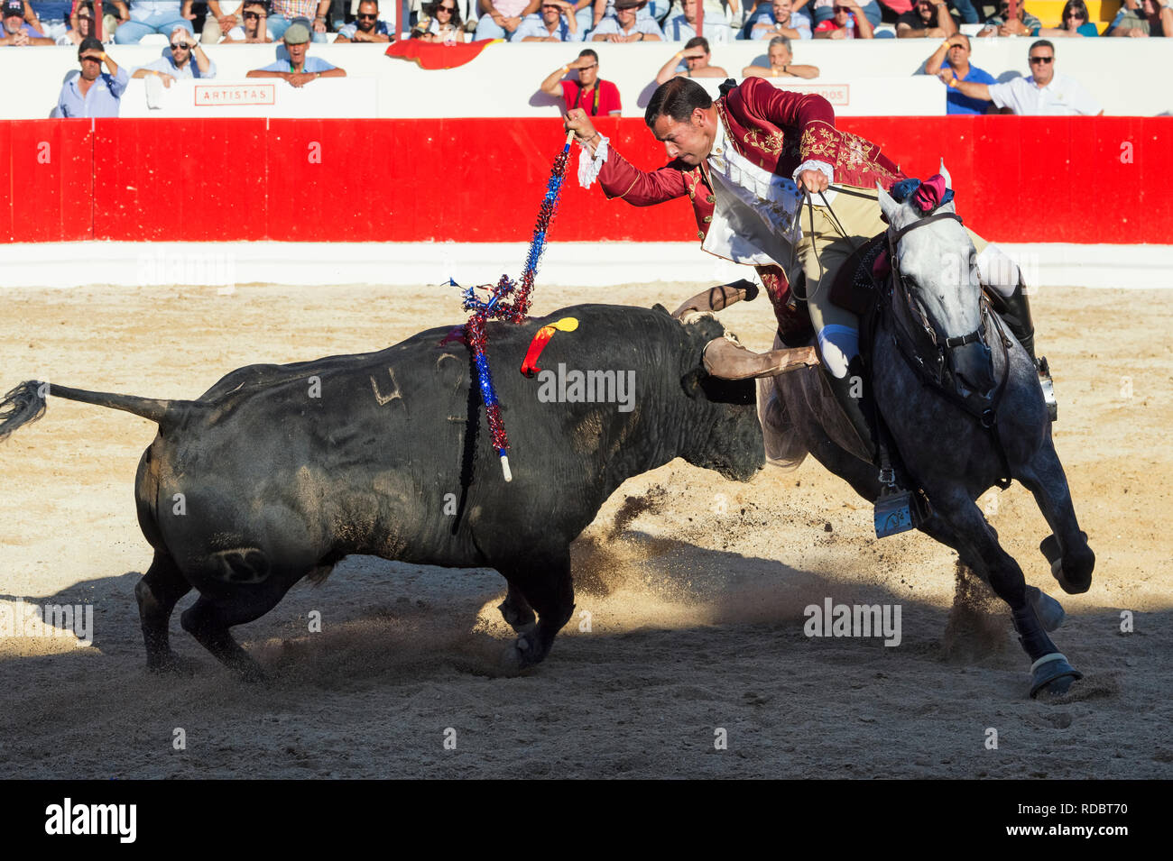 Portuguese horses hi-res stock photography and images - Alamy