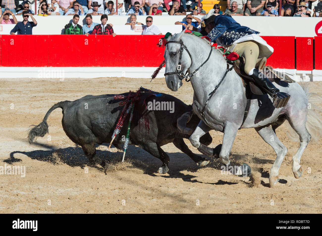 Lusitano Bullfighting