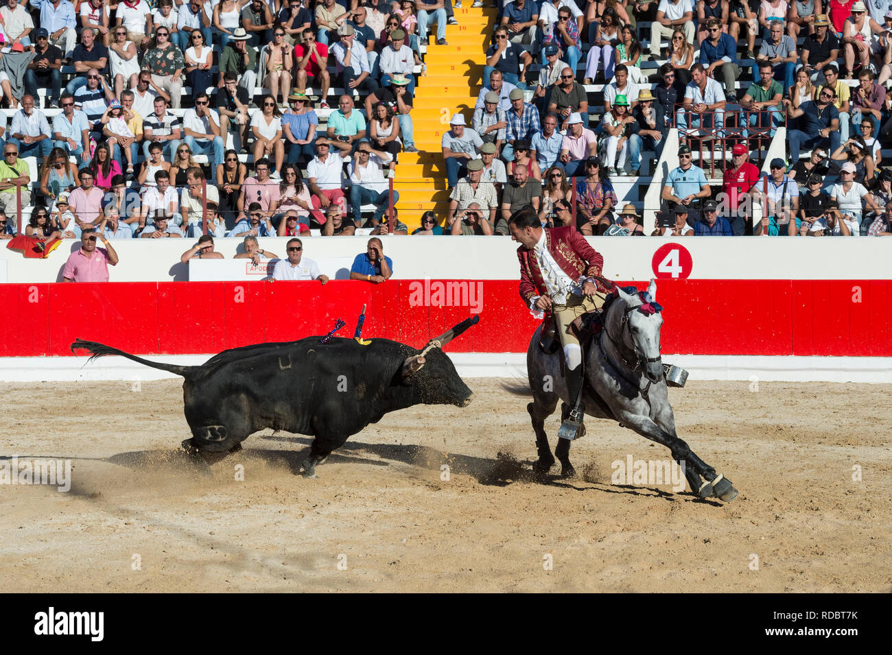 Bullfight in Alcochete. Horseman stabbing banderilla on a bull, Bulls ...