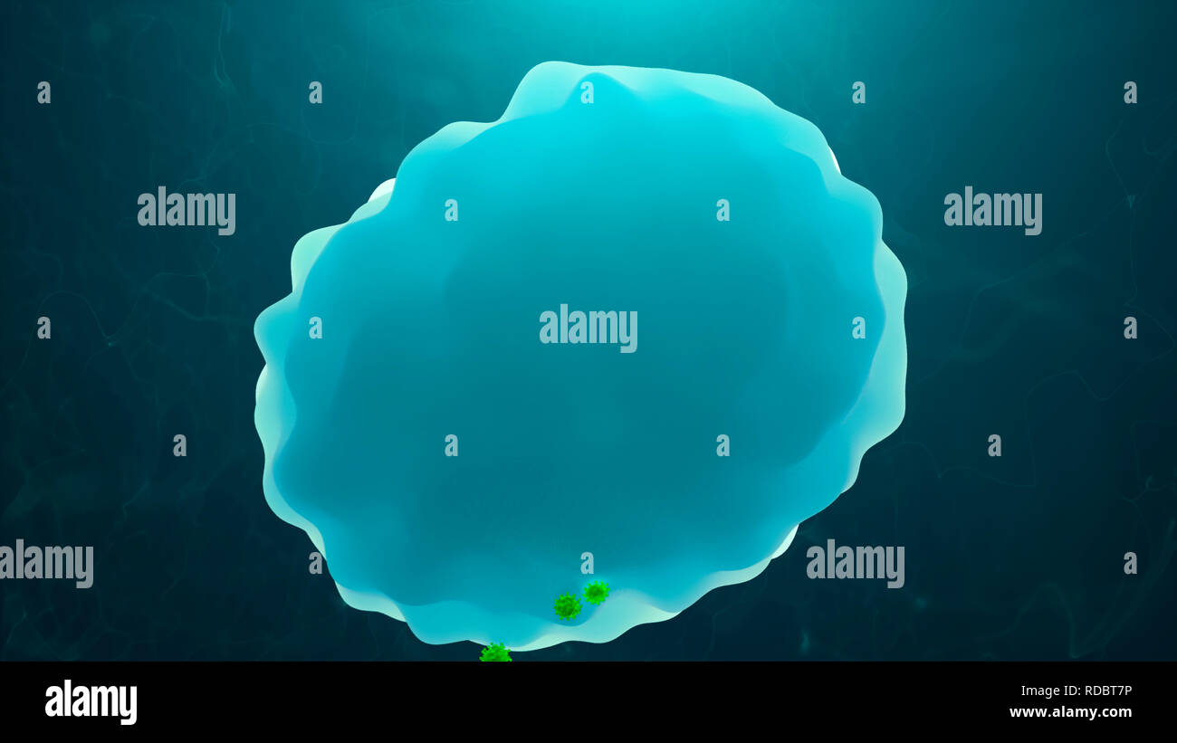 White blood cell attack bacteria hi-res stock photography and images ...