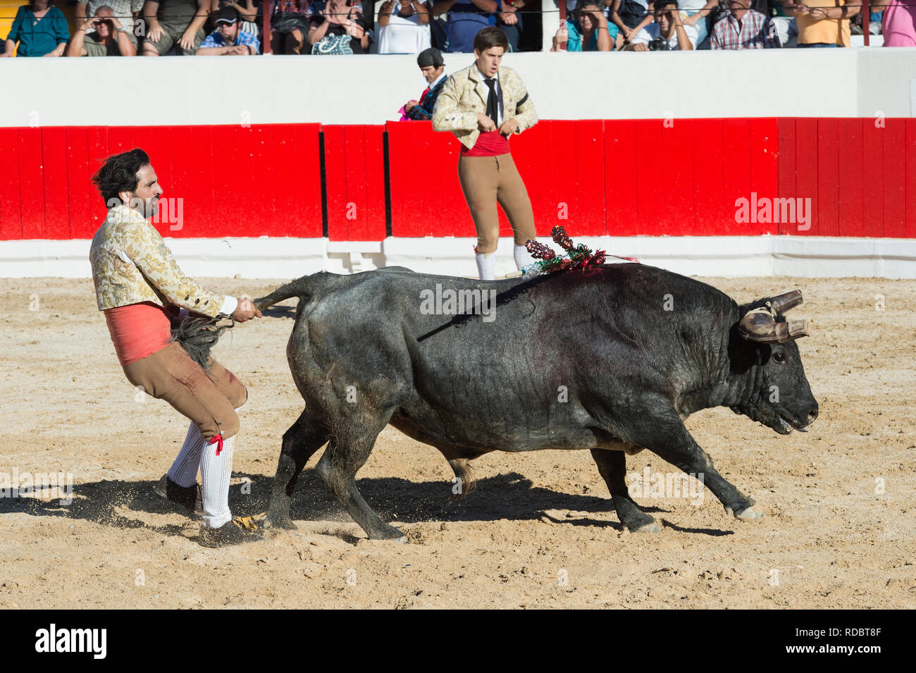 Bullfight in Alcochete. Forcado challenging a bull and trying to stop ...