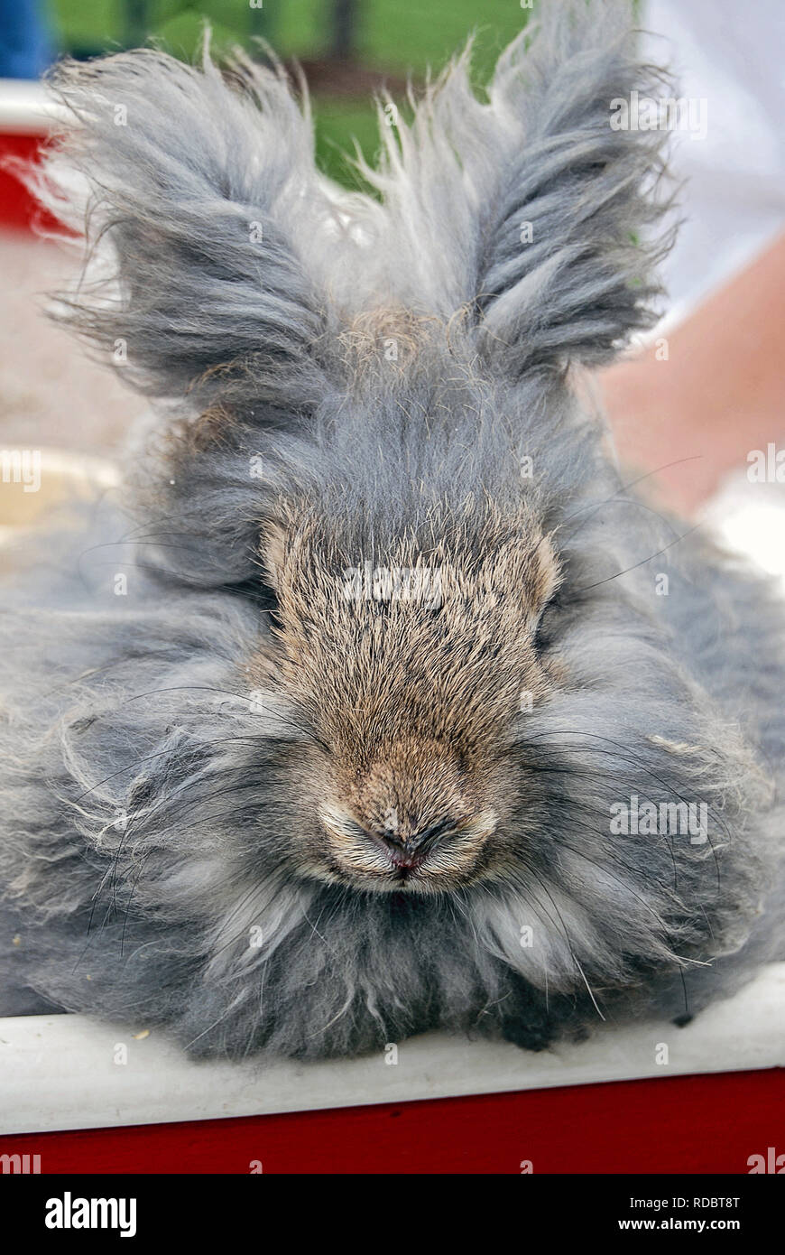 Angora bunny hi-res stock photography and images - Alamy