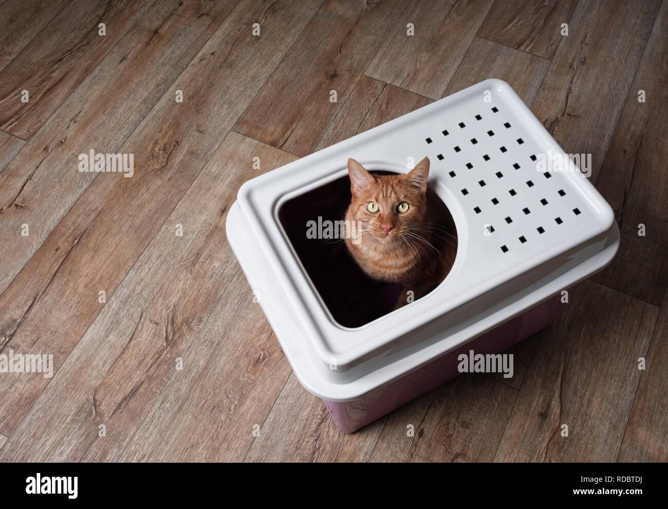 Cute ginger cat sitting in a top-entry litter box and looking curious ...
