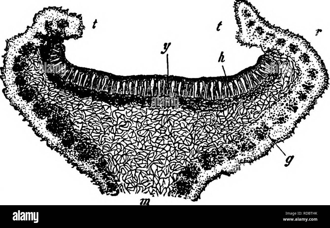. Comparative morphology and biology of the fungi, mycetozoa and ...