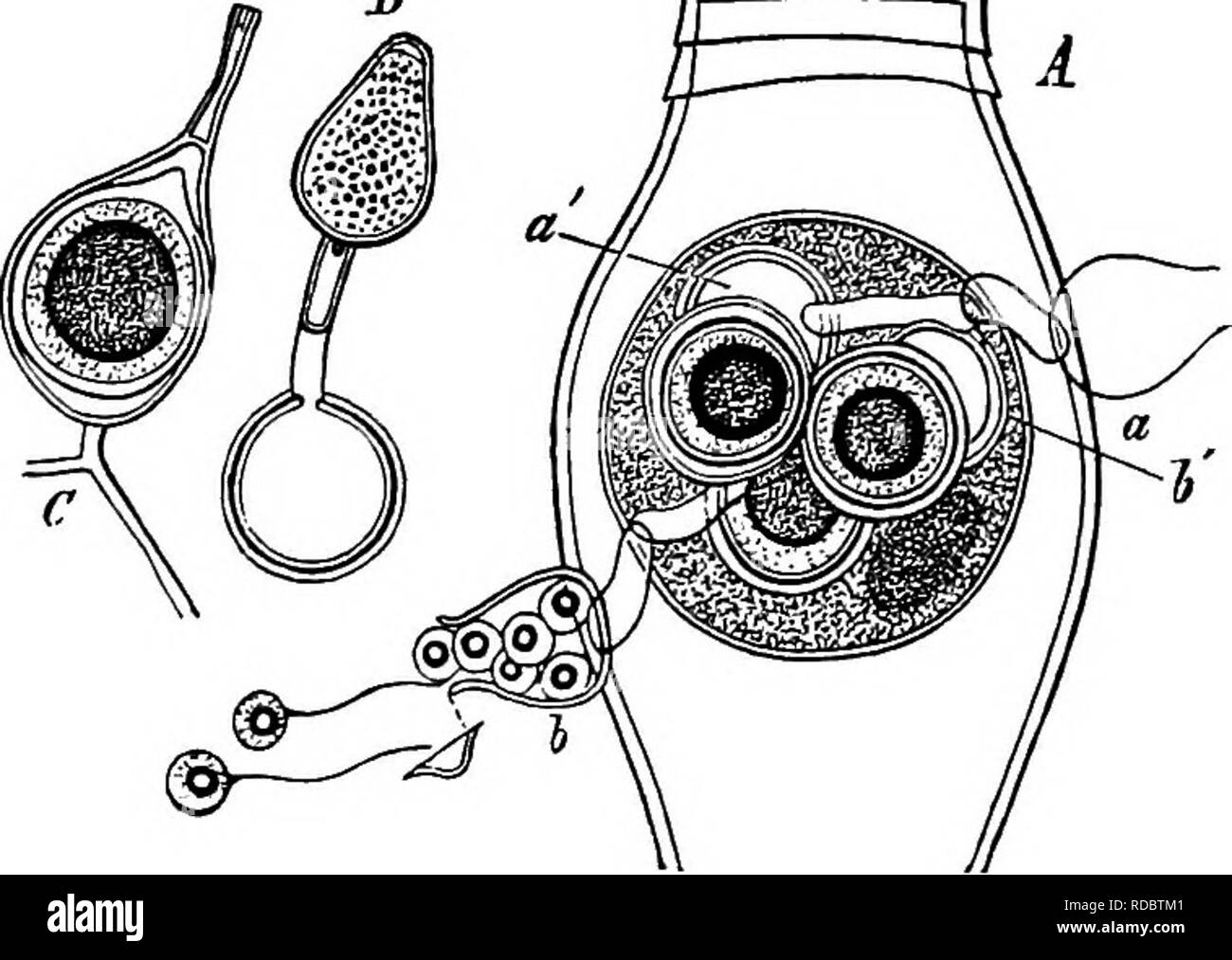 . Comparative morphology and biology of the fungi, mycetozoa and ...