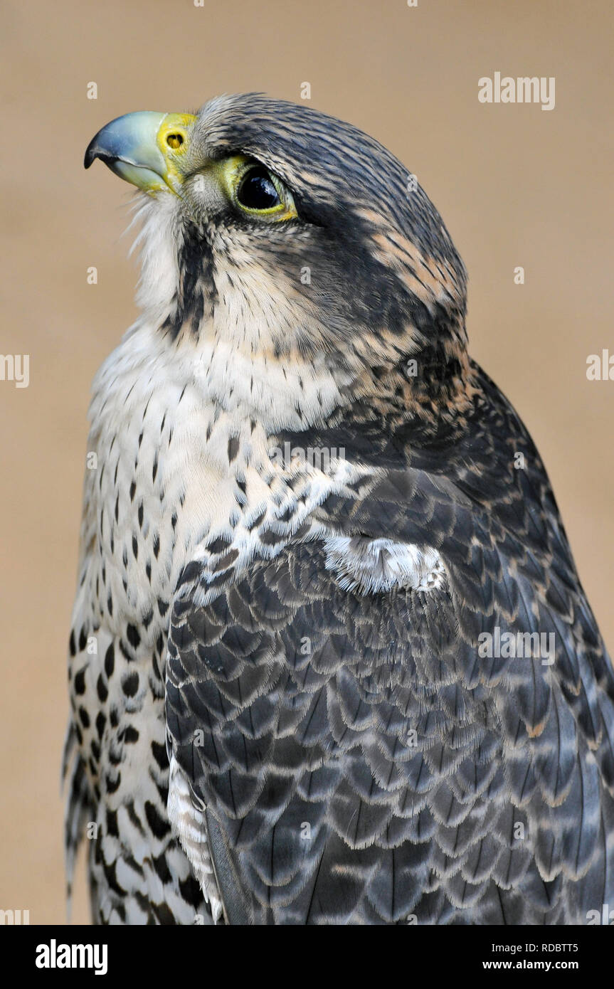 Saker falcon sakerfalke hi-res stock photography and images - Alamy