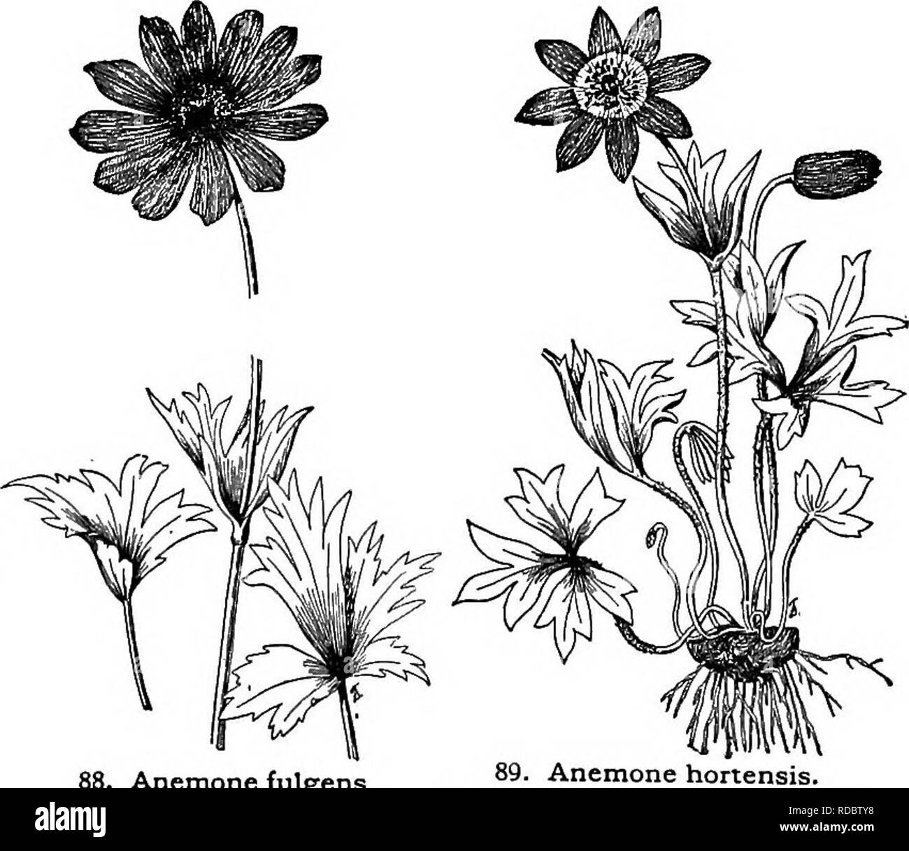 Anemone coronaria st brigid Black and White Stock Photos & Images - Alamy