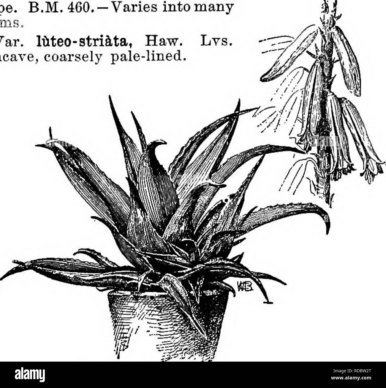 Caulescent species Black and White Stock Photos & Images - Alamy