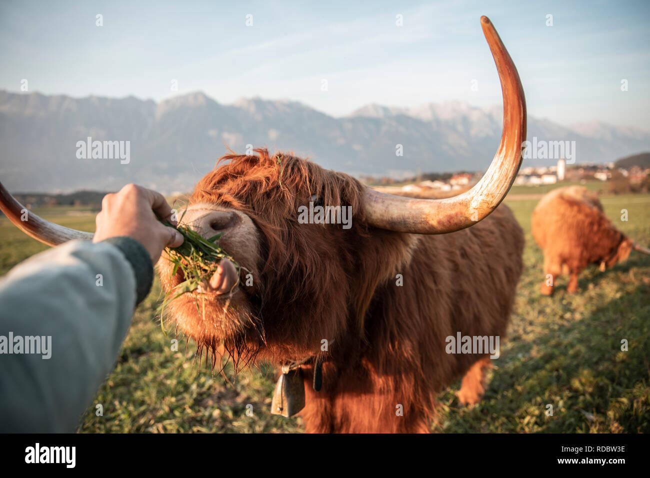 Highland Cow on the Field while feeding Stock Photo - Alamy