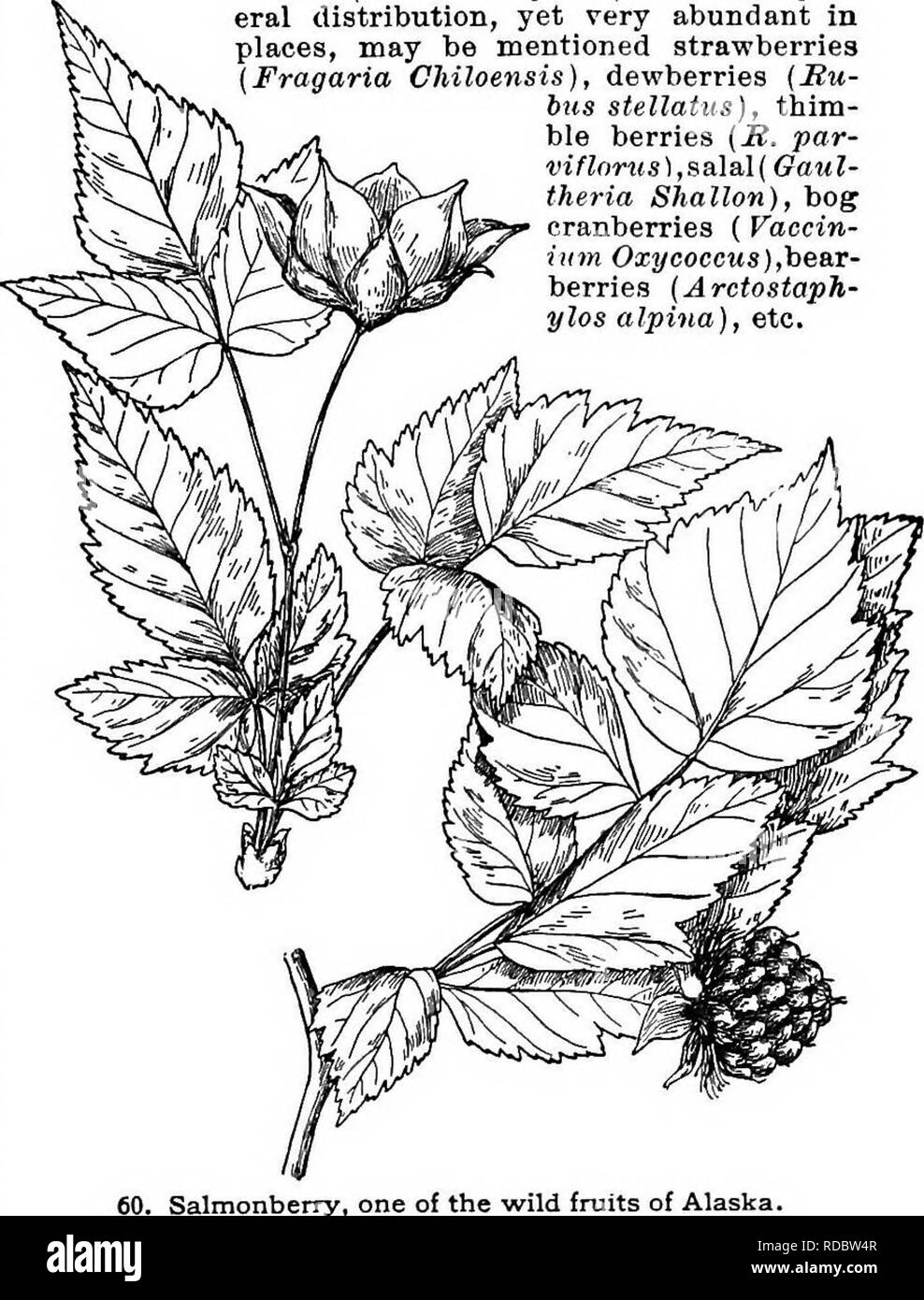. Cyclopedia of American horticulture, comprising suggestions for ...