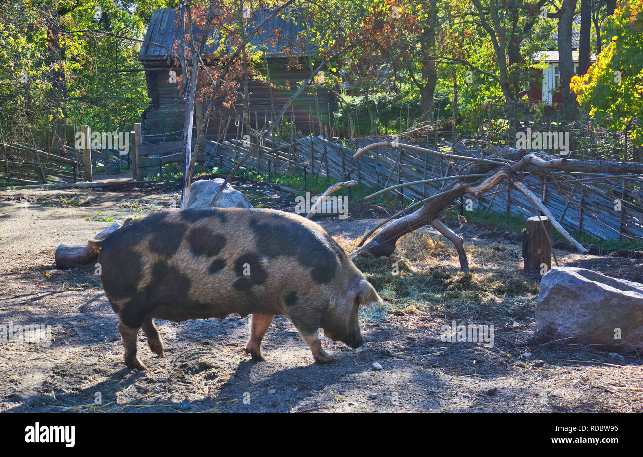 Rare Linderod pig an endangered breed, Skansen open-air museum ...