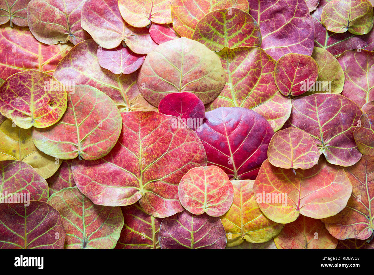 Natural tropical background of colorful leaves of sea grape tree in a ...