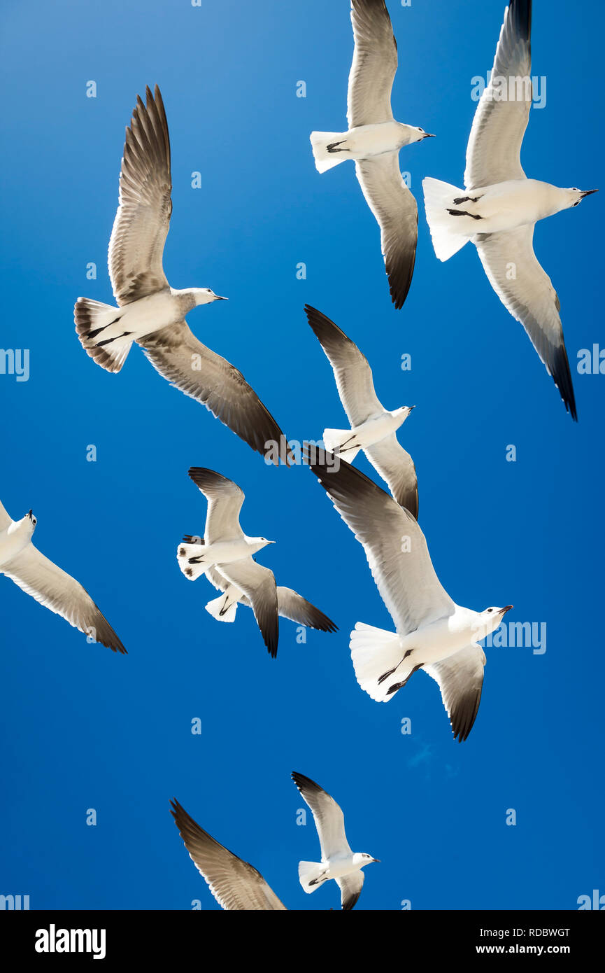 Bright scenic view of seagulls flying from below looking up into blue ...