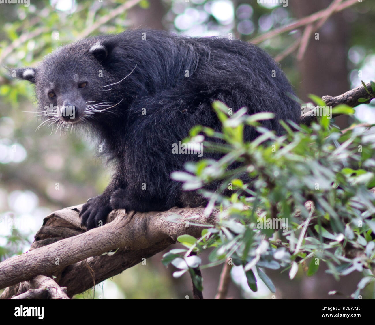 Portrait of binturong Stock Photo - Alamy