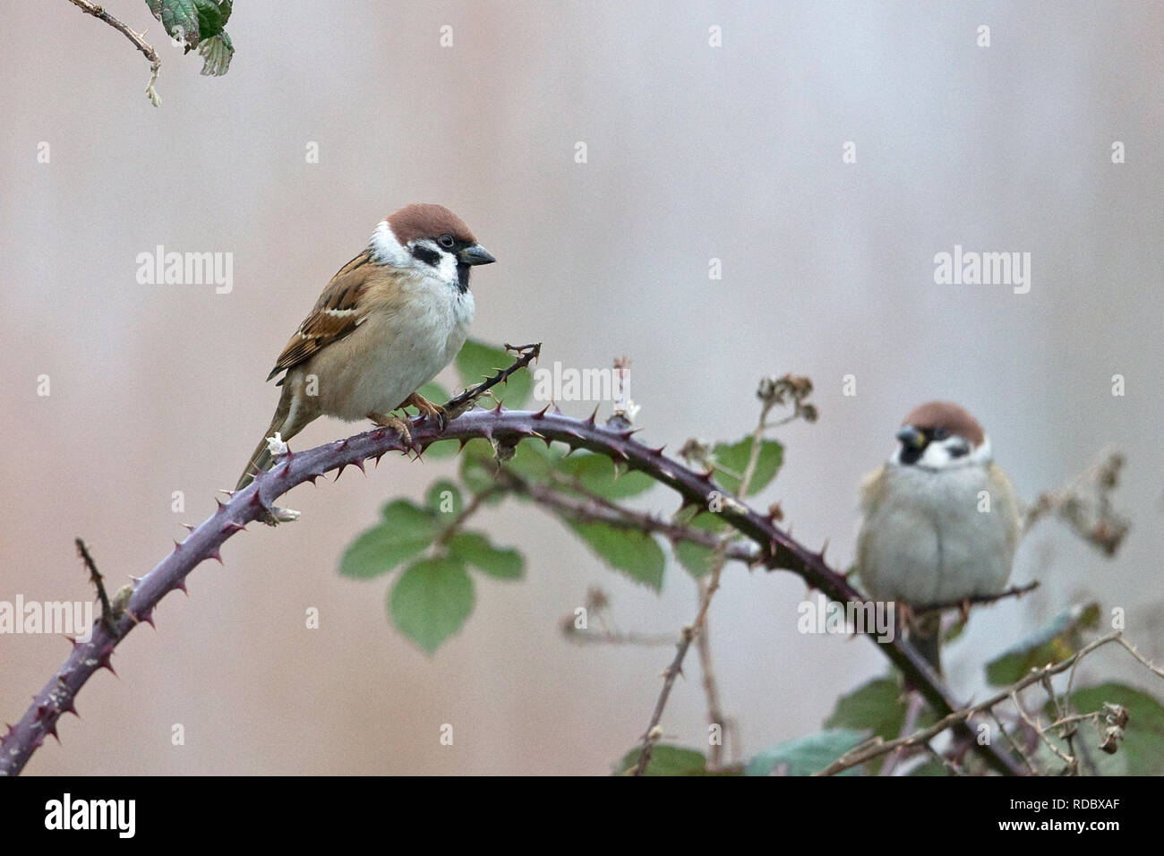 Passer sparrow hi-res stock photography and images - Alamy