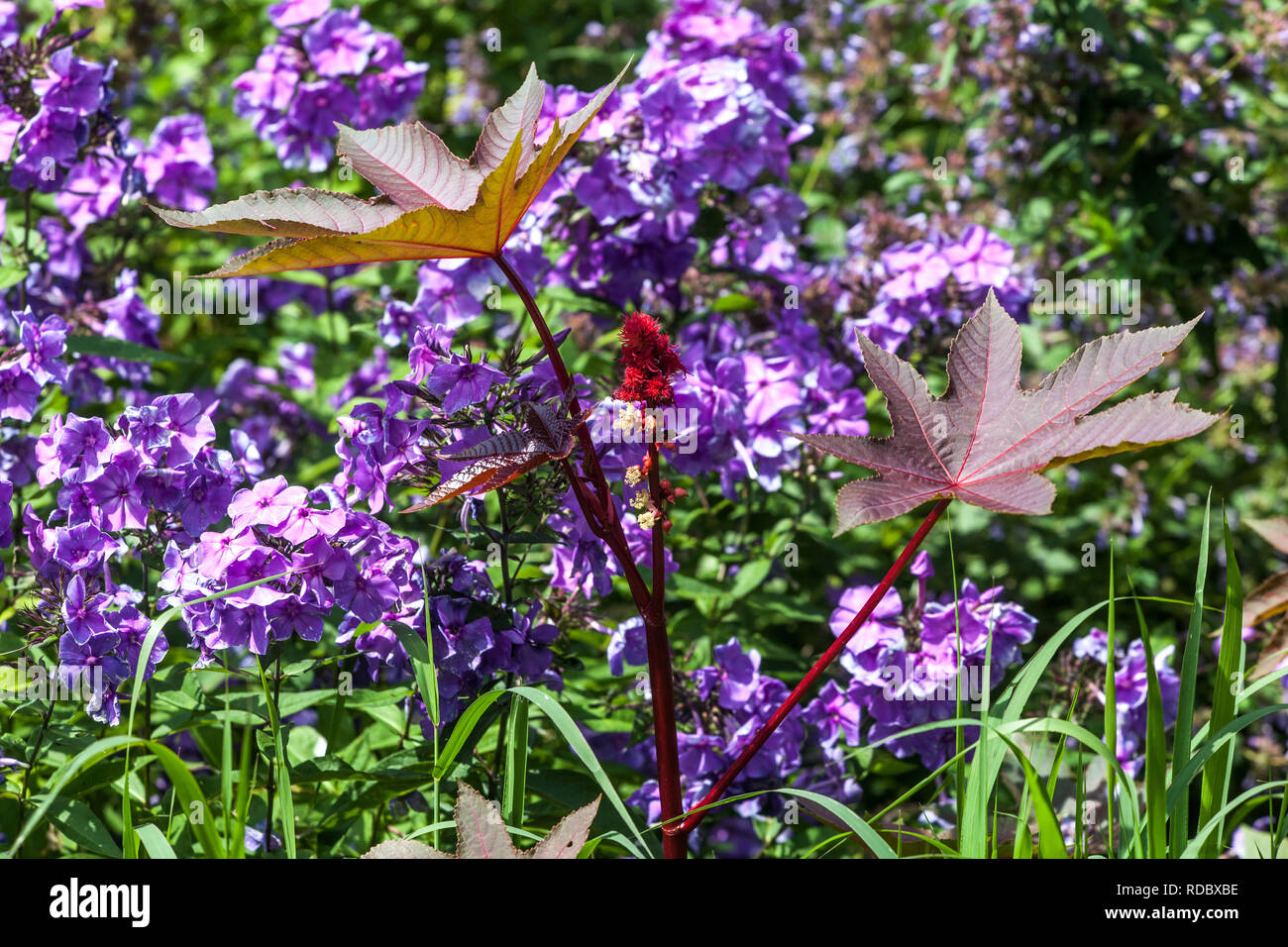 Castor tree or ricinus ricinus communis hi-res stock photography and ...