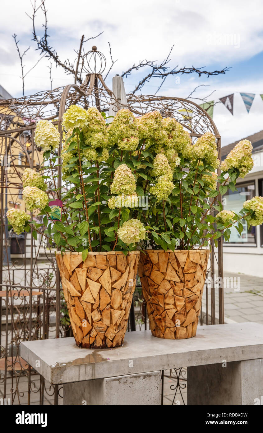 Hydrangea flowers in wooden pots Stock Photo - Alamy