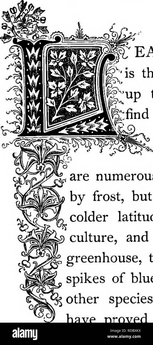 Lumbago flower Black and White Stock Photos & Images - Alamy