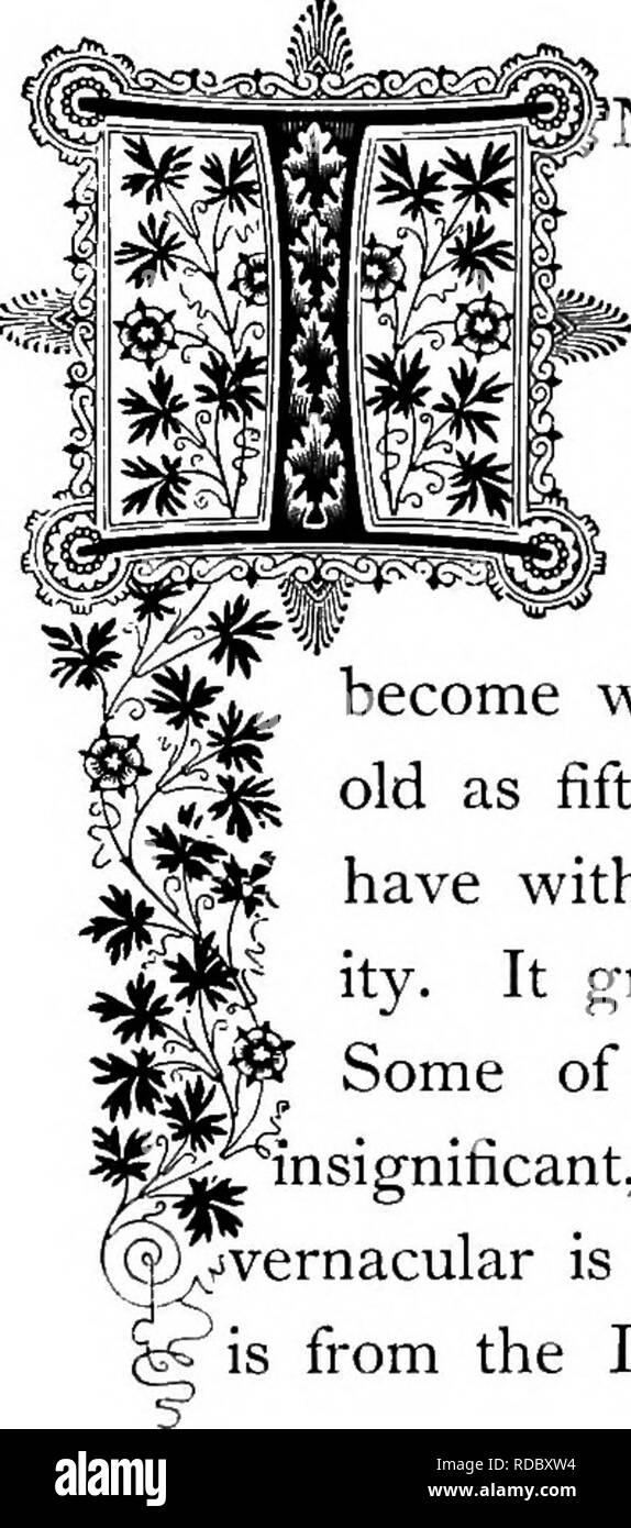 Mignonette tree Black and White Stock Photos & Images - Alamy