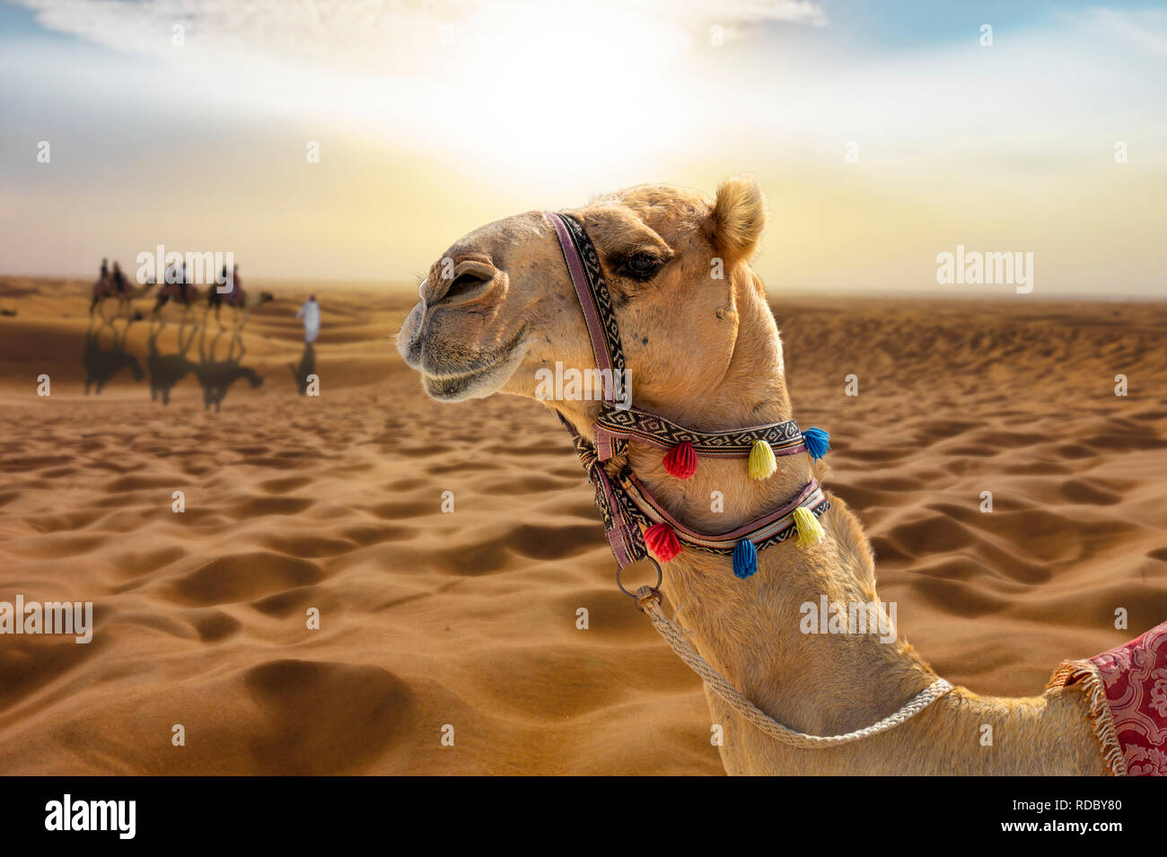 Camel ride in the sunny desert at sunset with a smiling camel head ...