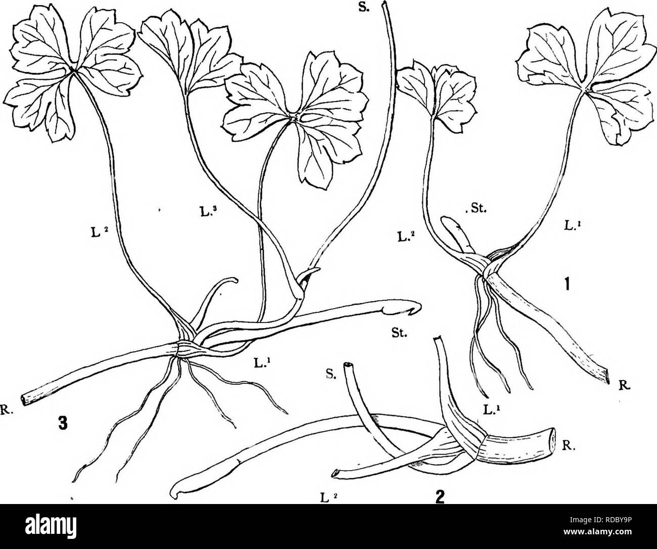 . Report of the Canadian Arctic Expedition 1913-18. Scientific ...