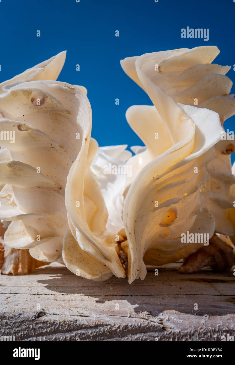 Big sea shell hi-res stock photography and images - Alamy
