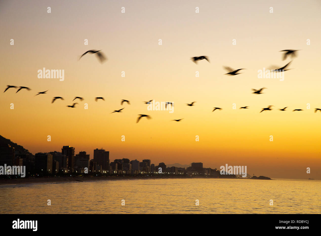 Flock of birds flying at sunrise with Ipanema beach in the distance ...