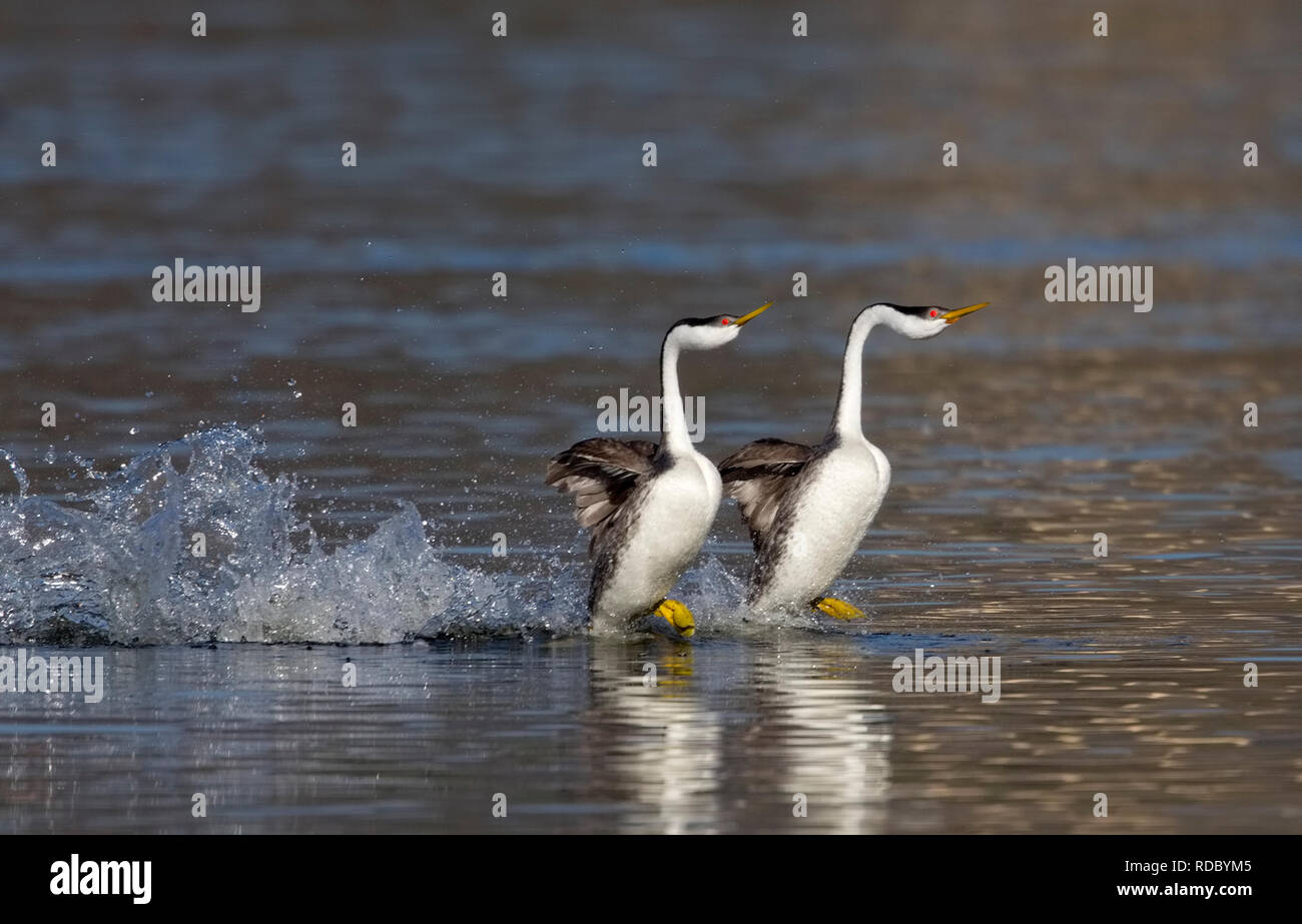 Western Grebes Running Rushing Stock Photo - Alamy