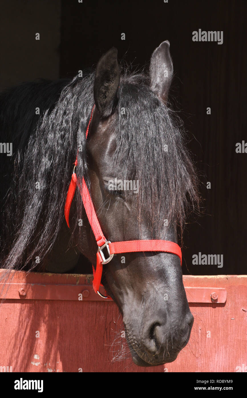 Black horse head Stock Photo - Alamy
