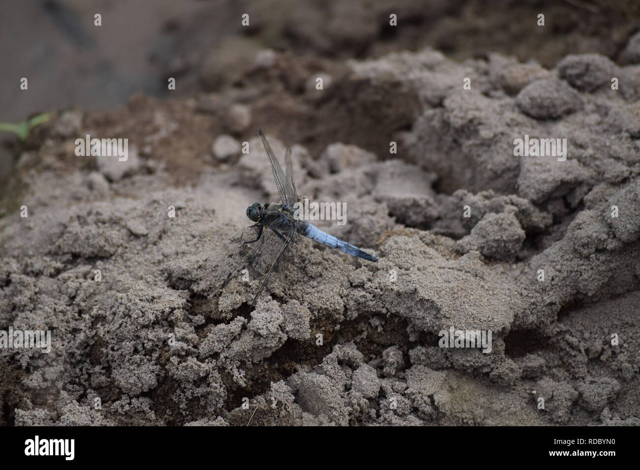 big blue Dragonfly Stock Photo - Alamy