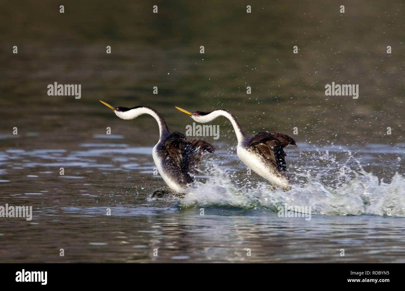 Western Grebes Running Rushing Stock Photo - Alamy