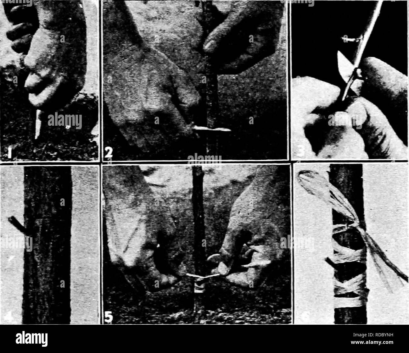 Planting apple tree in spring Black and White Stock Photos & Images - Alamy