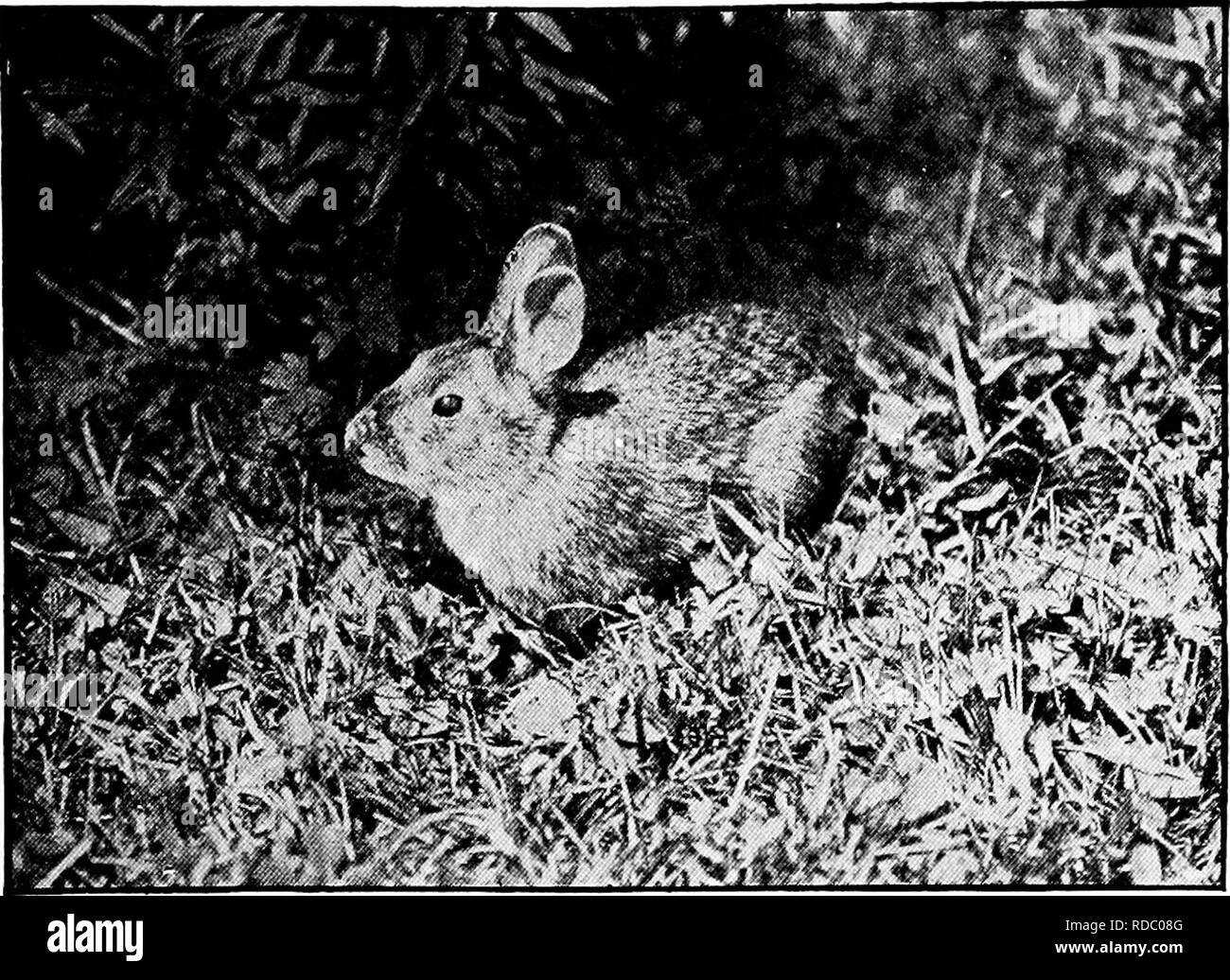 Shun bun Black and White Stock Photos & Images - Alamy