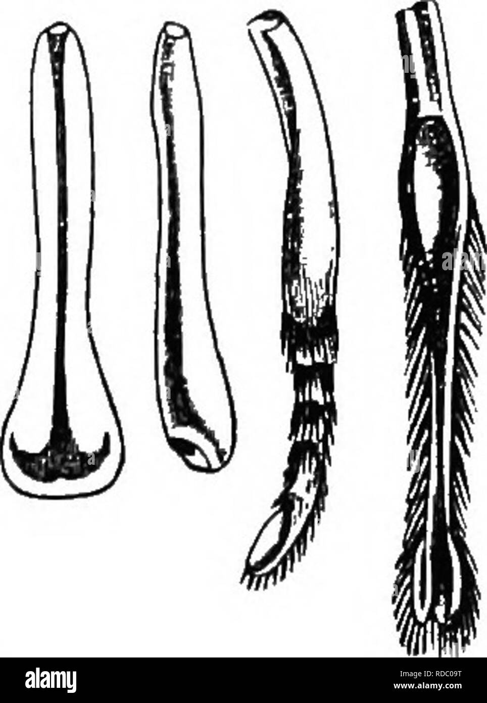 Pulvinus Black and White Stock Photos & Images - Alamy