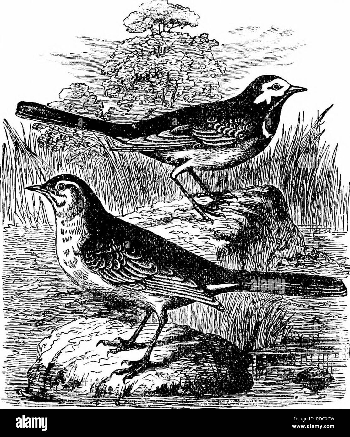 Primarios hi-res stock photography and images - Alamy