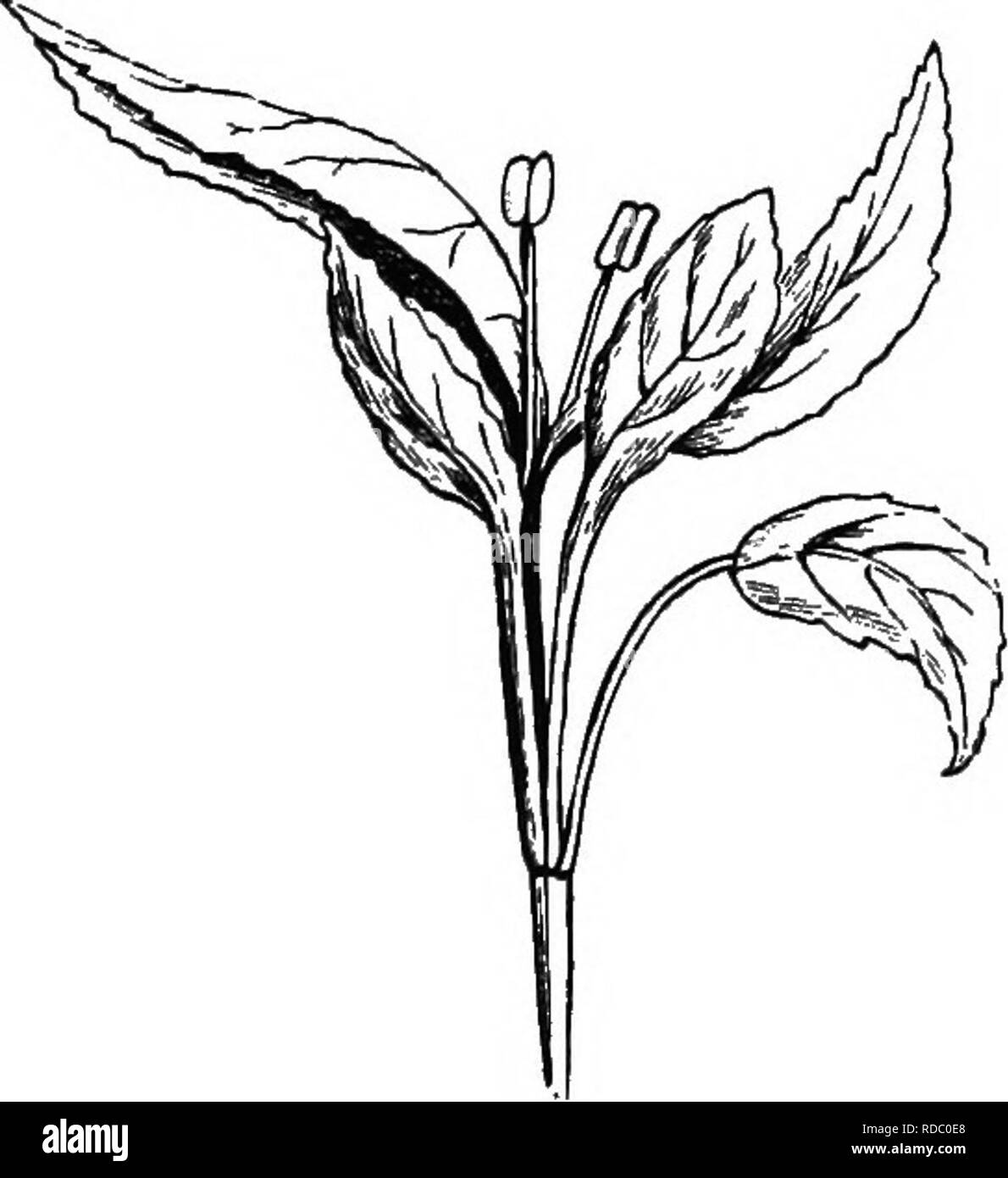 . The origin of floral structures : through insect and other agencies ...