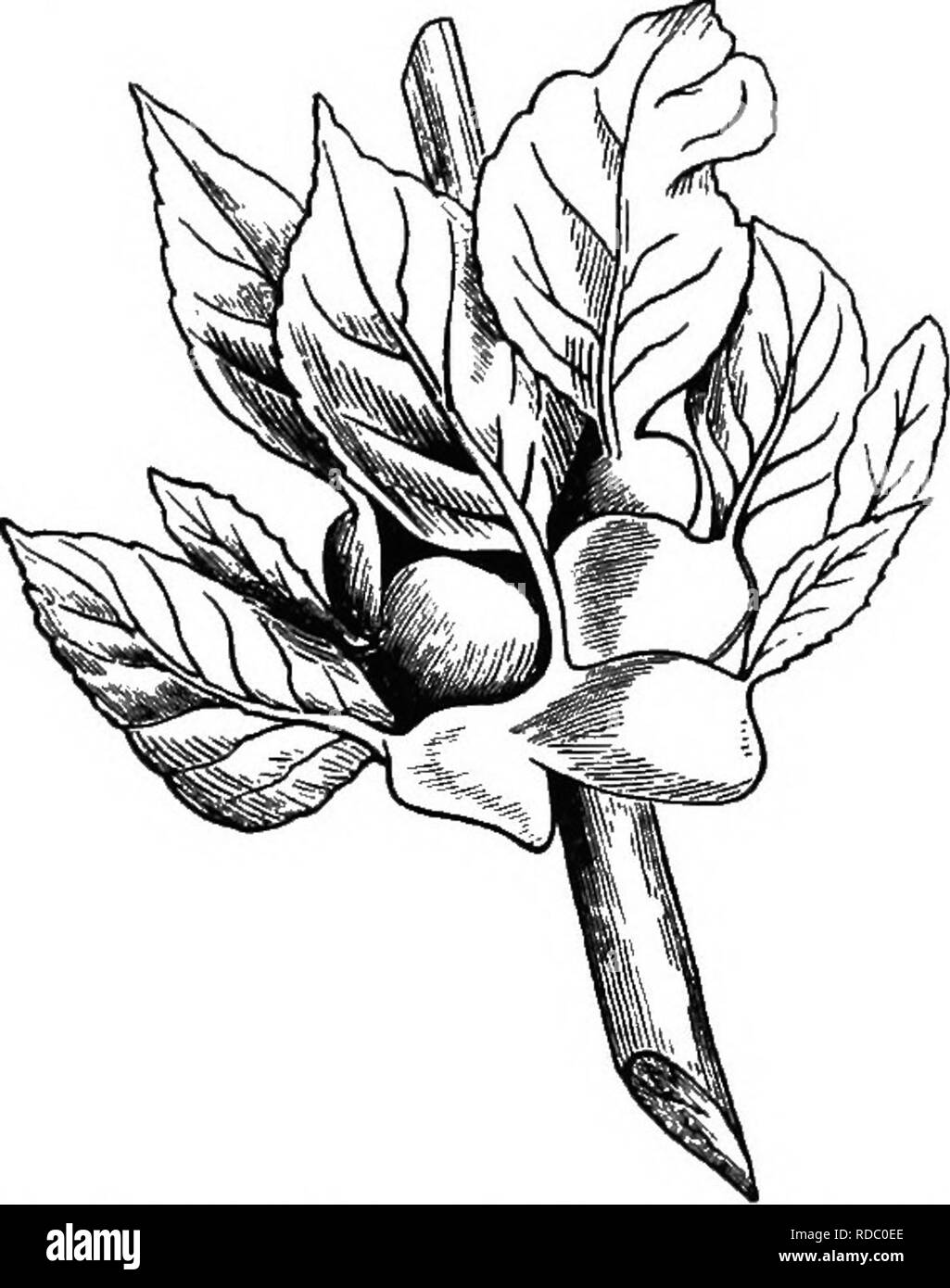 Homologous structures hi-res stock photography and images - Alamy