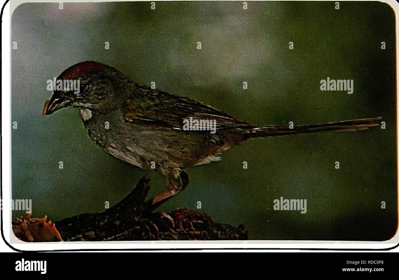 . Birds of Yellowstone and Grand Teton National Parks . Birds; Birds ...