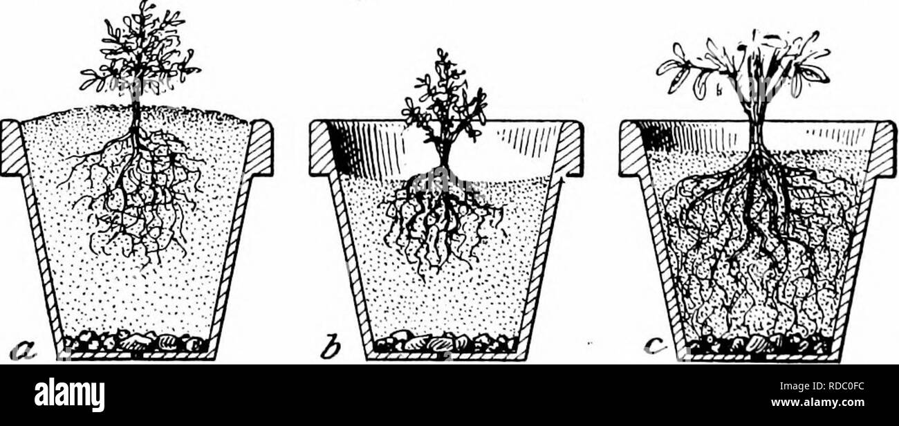 Greenhouse Pots Potting Potted Black and White Stock Photos & Images ...