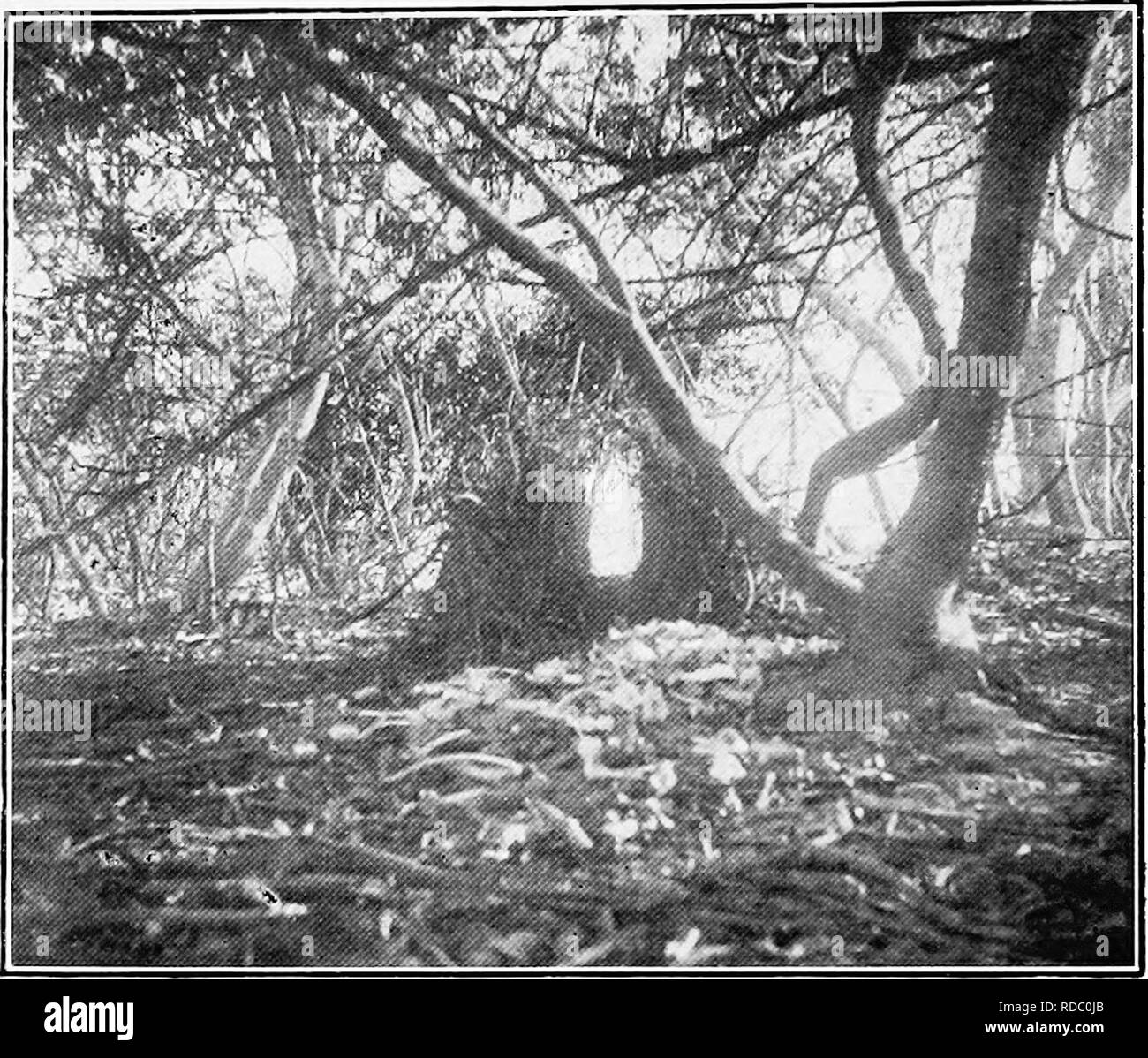 . The birds of Australia. Birds. 420 THE BIEDS OF AUSTRALIA The ...