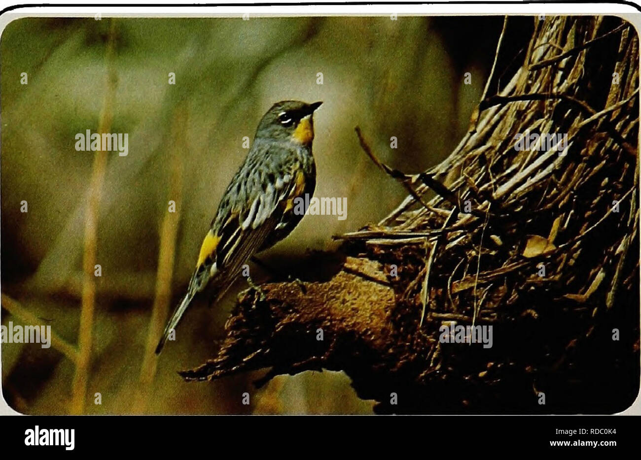 . Birds of Yellowstone and Grand Teton National Parks . Birds; Birds ...