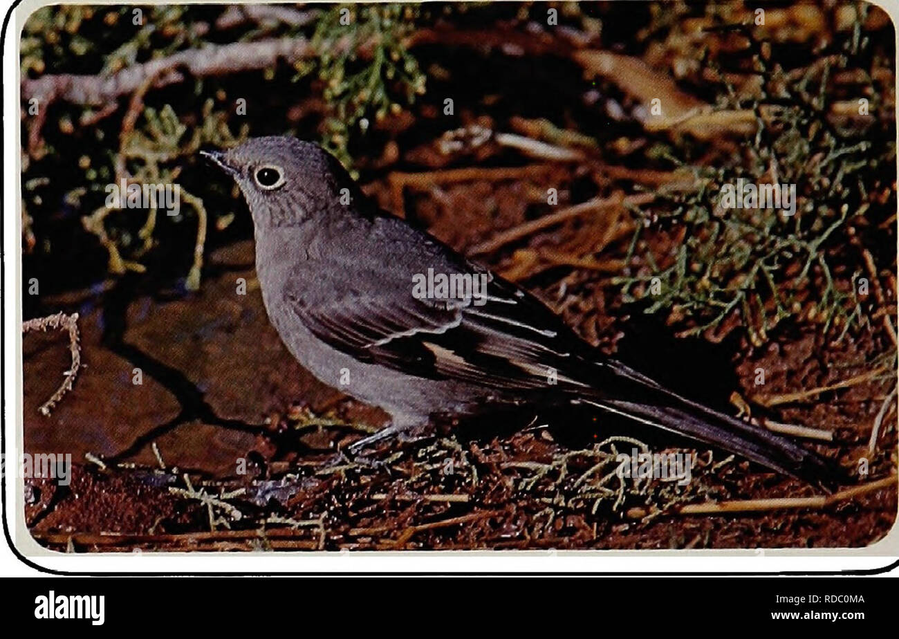 Pima indians hi-res stock photography and images - Alamy