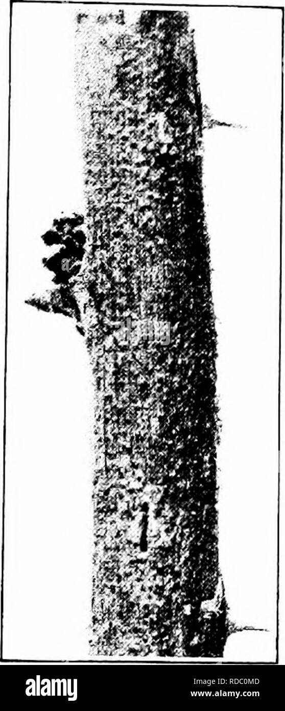 Raspberry cane blight hi-res stock photography and images - Alamy