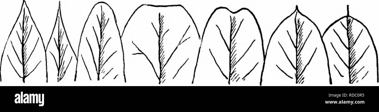 . Our native trees and how to identify them : a popular study of their ...